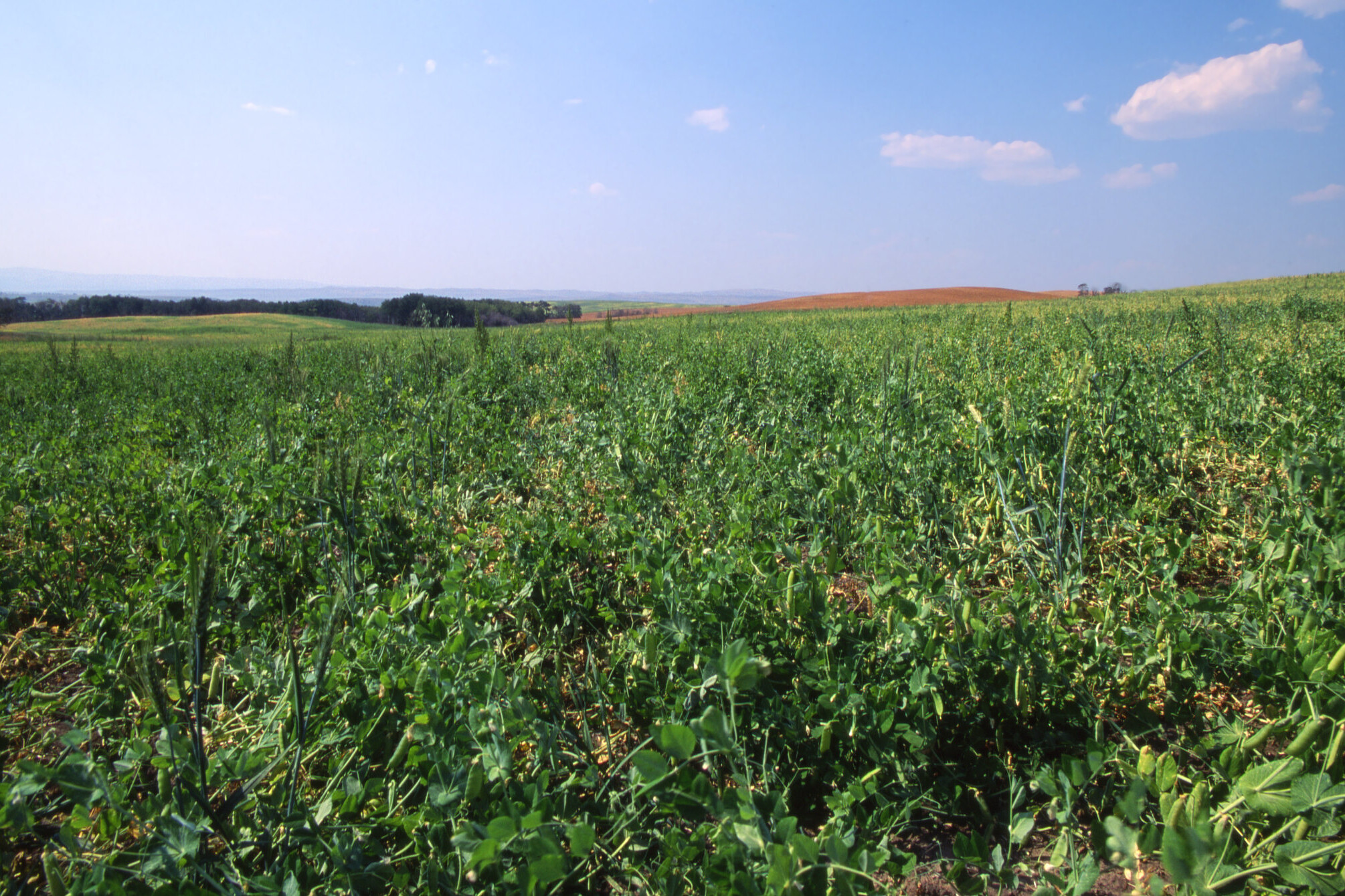 Weed control with green manure and cover crops - OFRF Organic Research Hub