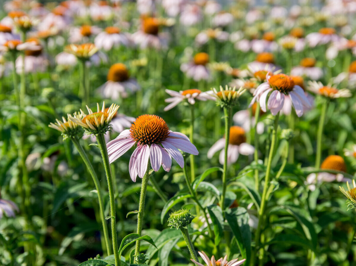 Improving the quality of organic herb production and marketing - OFRF ...