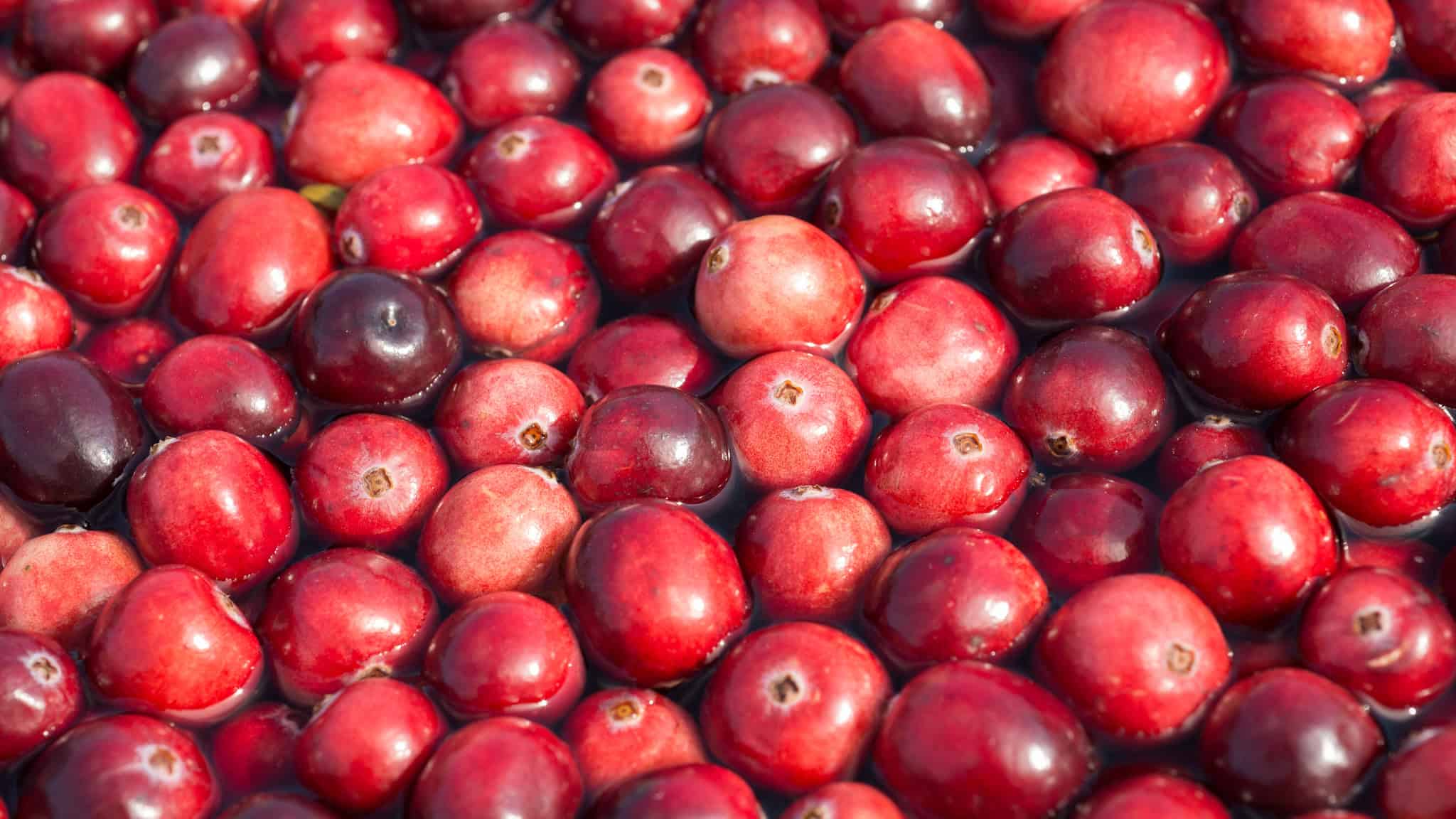 Insect management tools for organic cranberry production in the Pacific ...