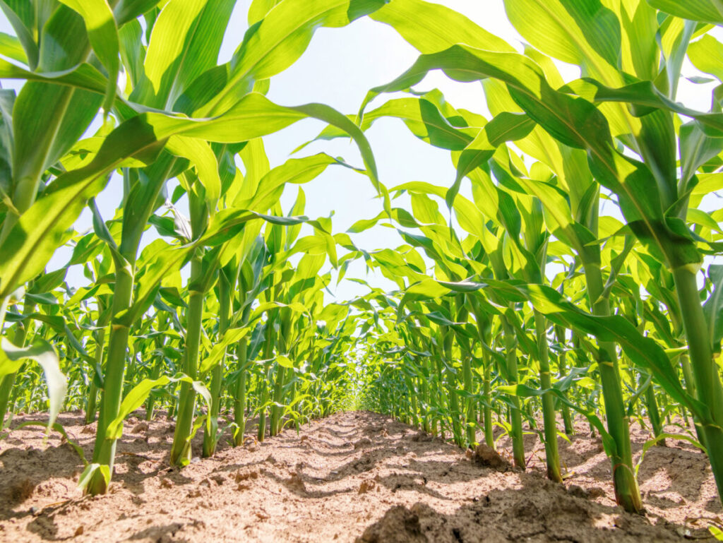 Development of Corn Borer-Resistant Corn for Organic Farming Systems ...