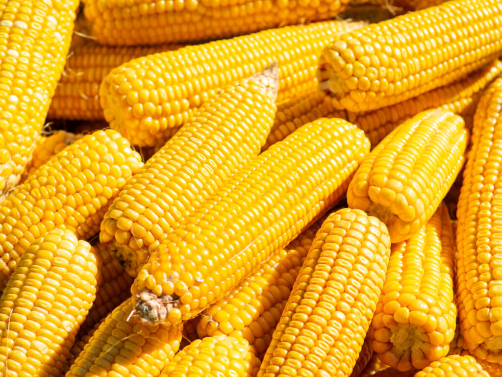 Midwest Breeding Project Aims for Cold-Tolerant Sweet Corn - OFRF ...
