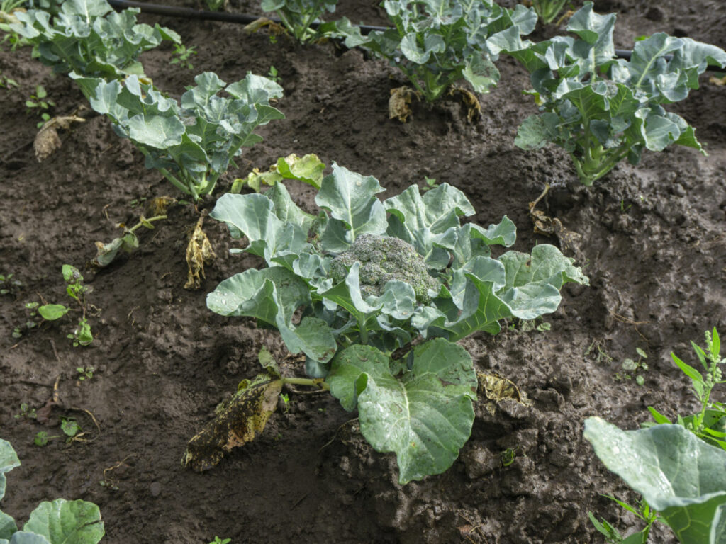 Participatory screening of broccoli varieties for organic systems in ...