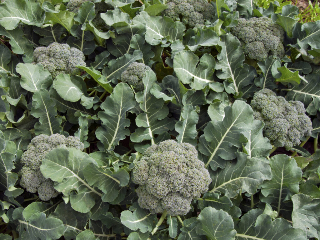 Participatory Screening of Broccoli Varieties for Summer Production in ...