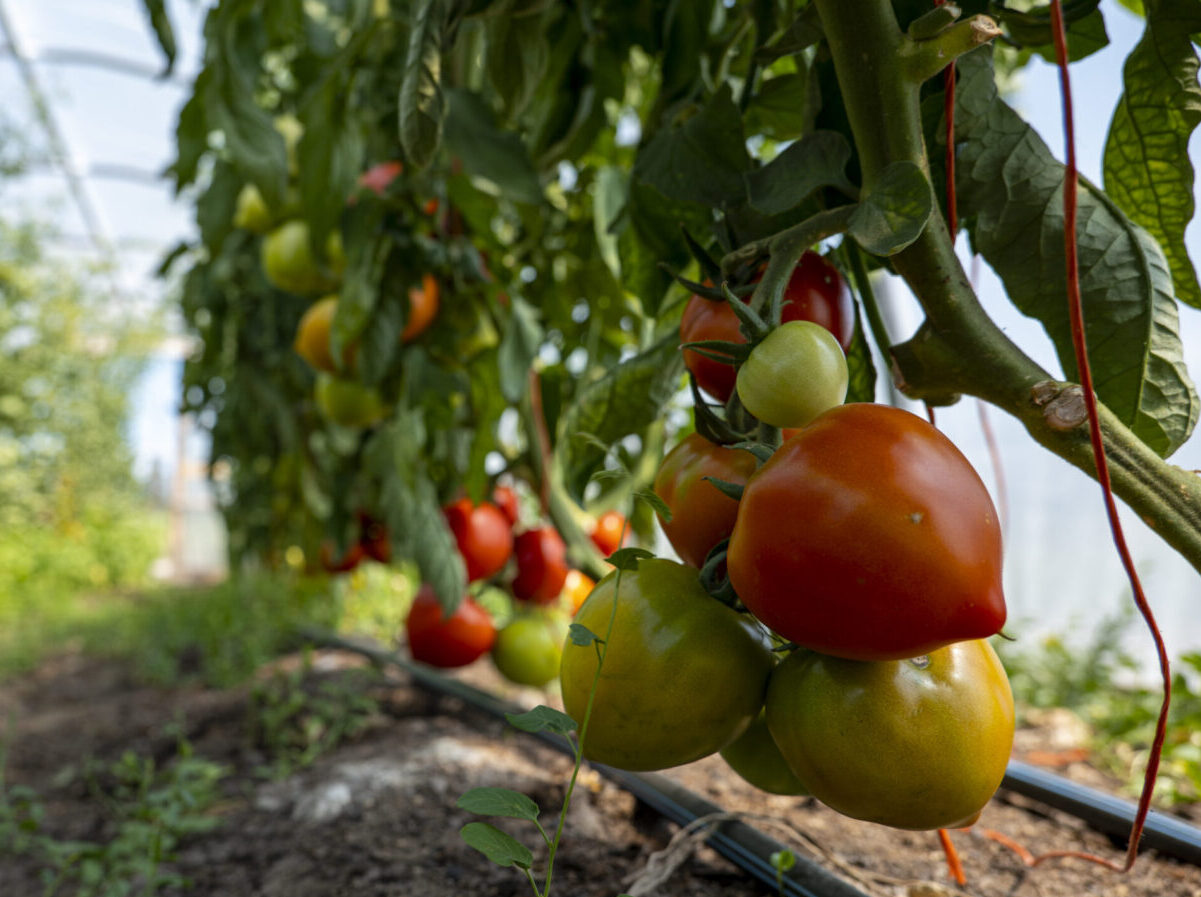 Evaluating Costs and Benefits of Organic-Approved Liquid Injectable ...