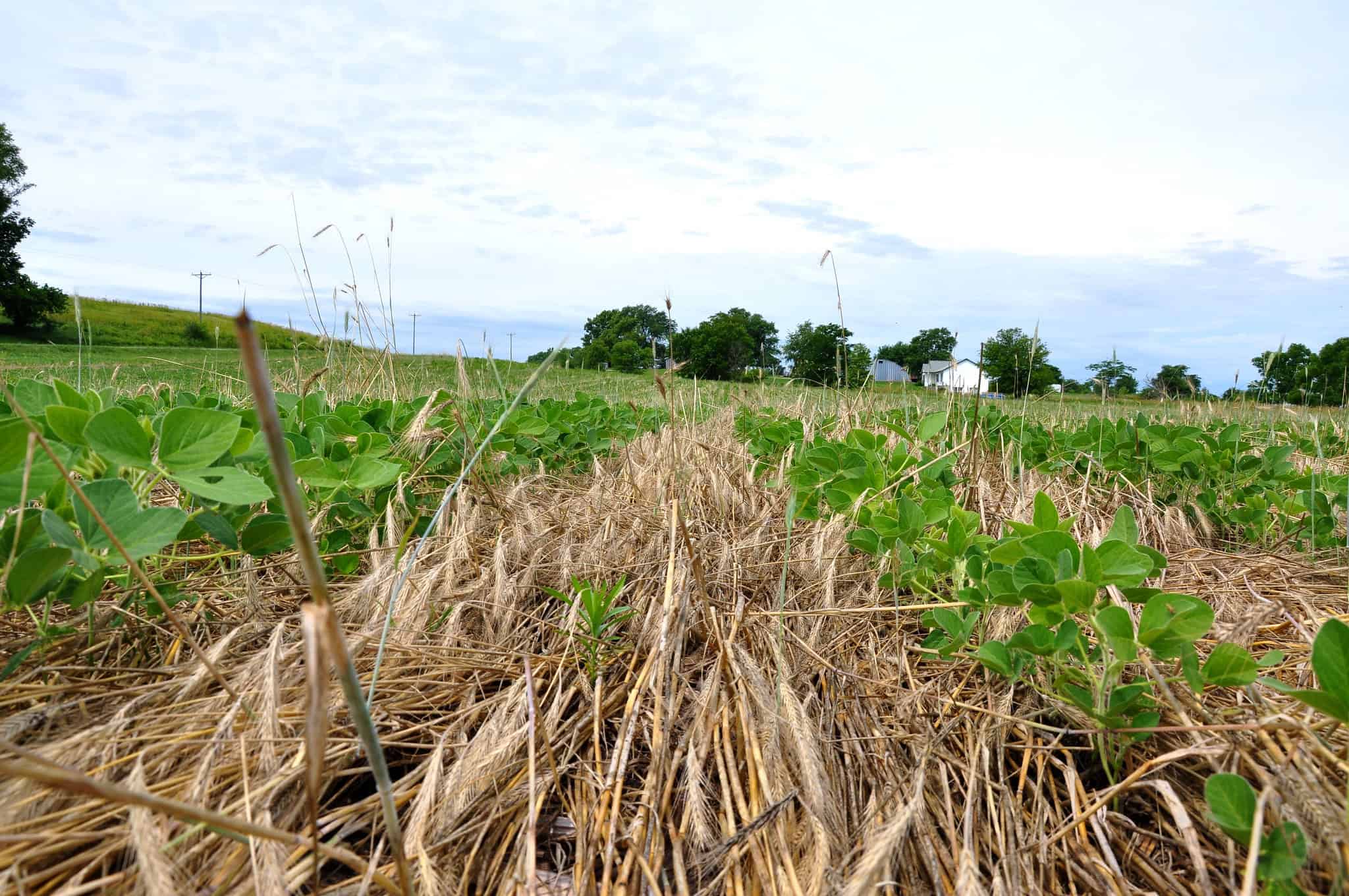 Breaking Down the Barriers to Organic No-Till Soybean and Dry Bean ...
