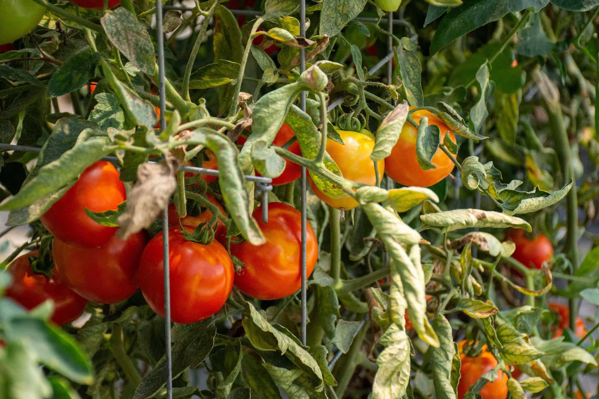 Tomato Organic Management and Improvement Project (TOMI): Part II ...