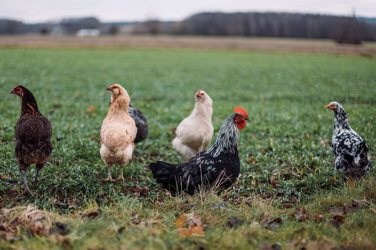 Integrating Poultry: Soil Health and Crop Yield Improvements in Organic ...