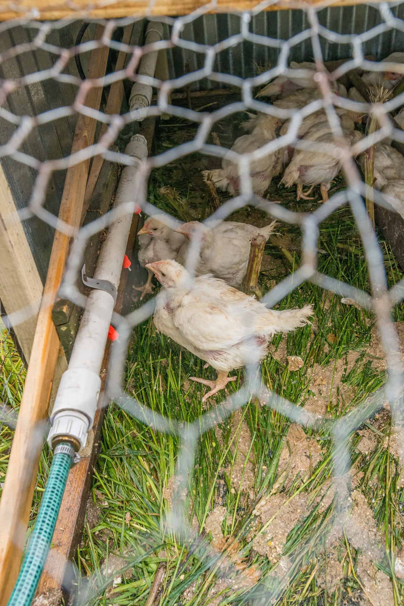 Exploring Invasive Asian Carp as Sustainable Fish Meal in Organic ...