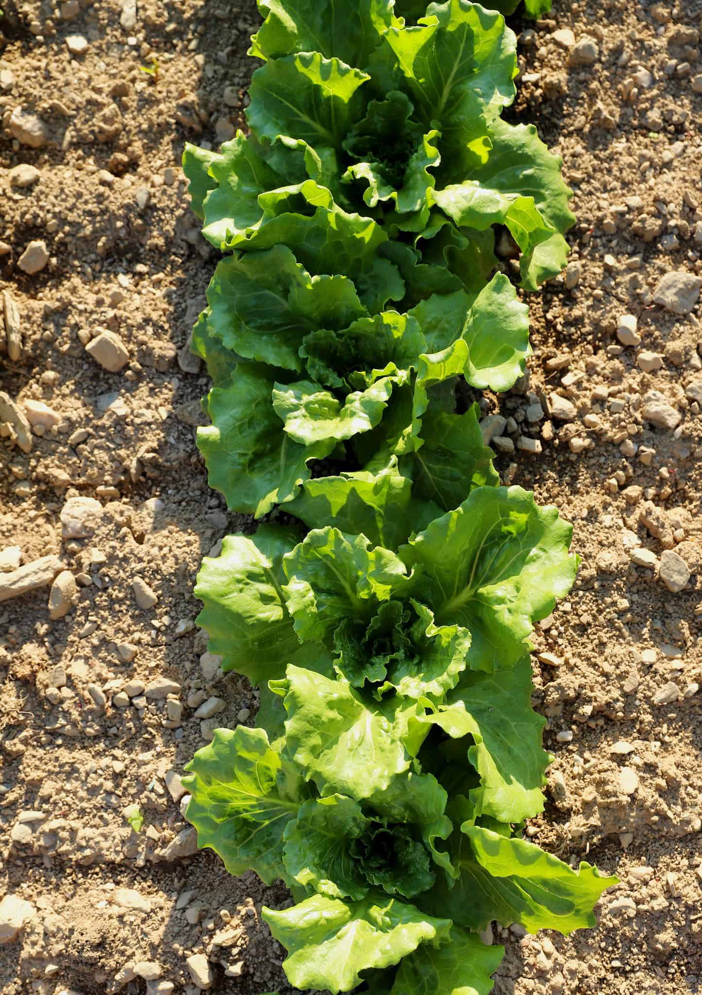 Farm Manure Use: Balancing Soil Health and Food Safety for Organic ...