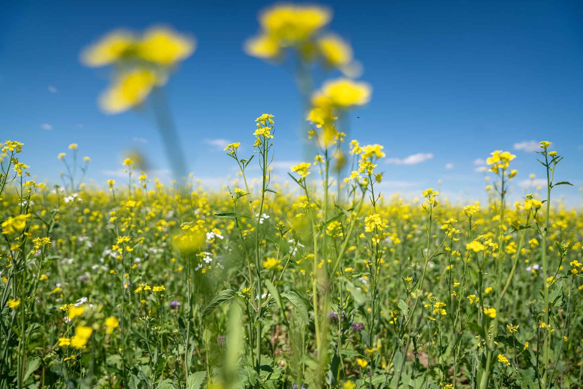 Utilization of Mustard Seed Meal Extract for Improving Soil Health in a ...