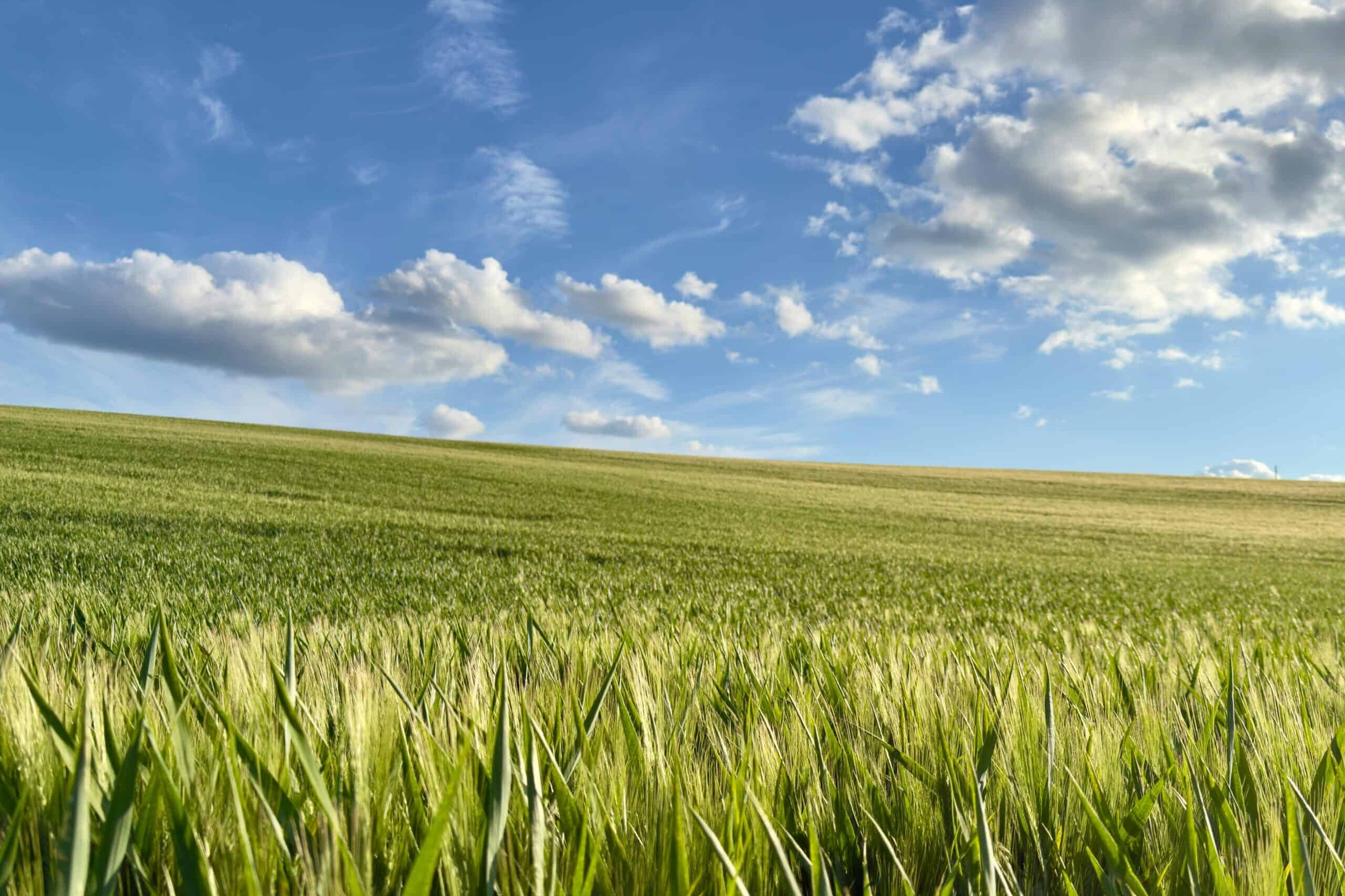 Exploring Organic Grain and Forage Production as a Profitable ...