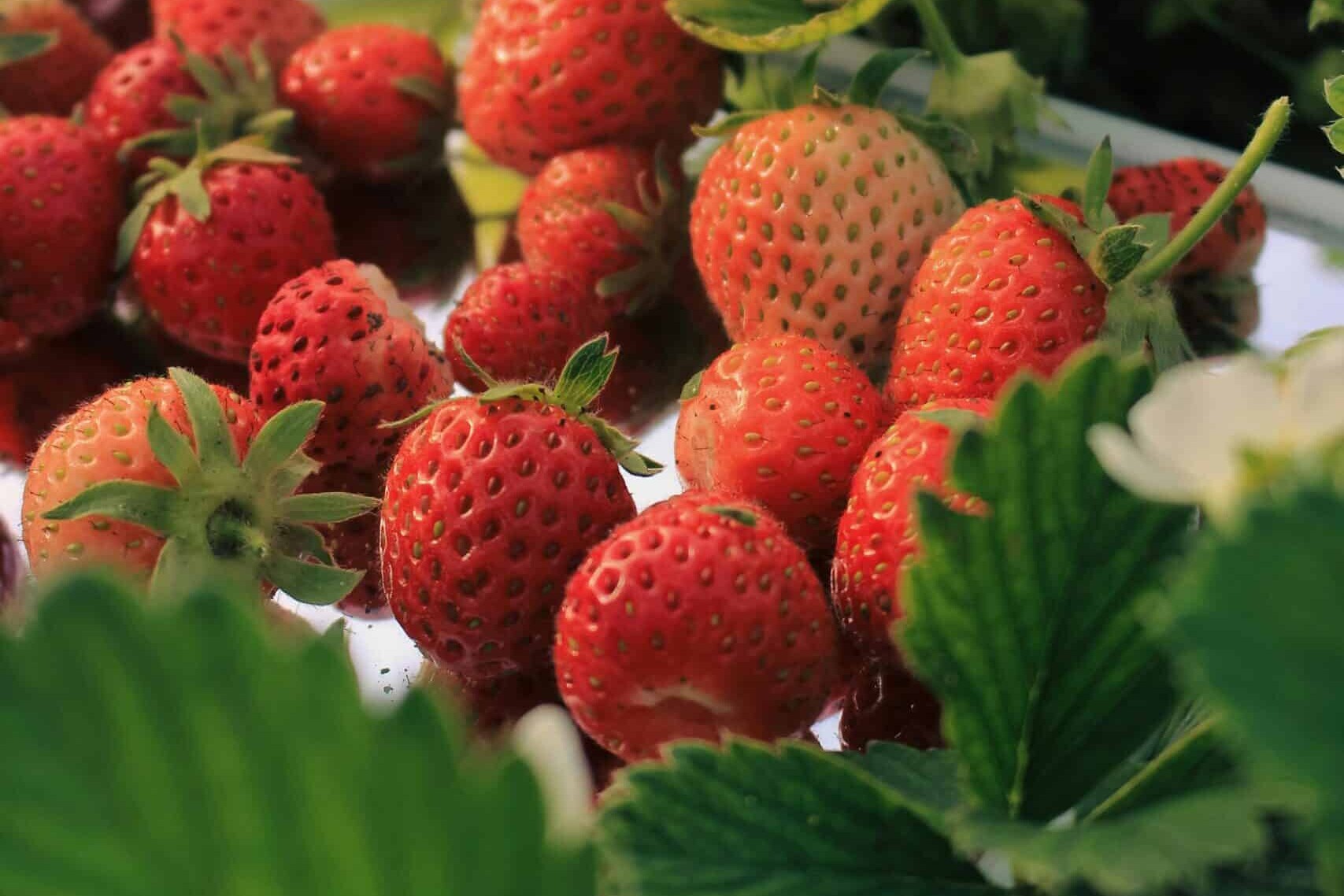 Organic Strawberry Production - OFRF Organic Research Hub