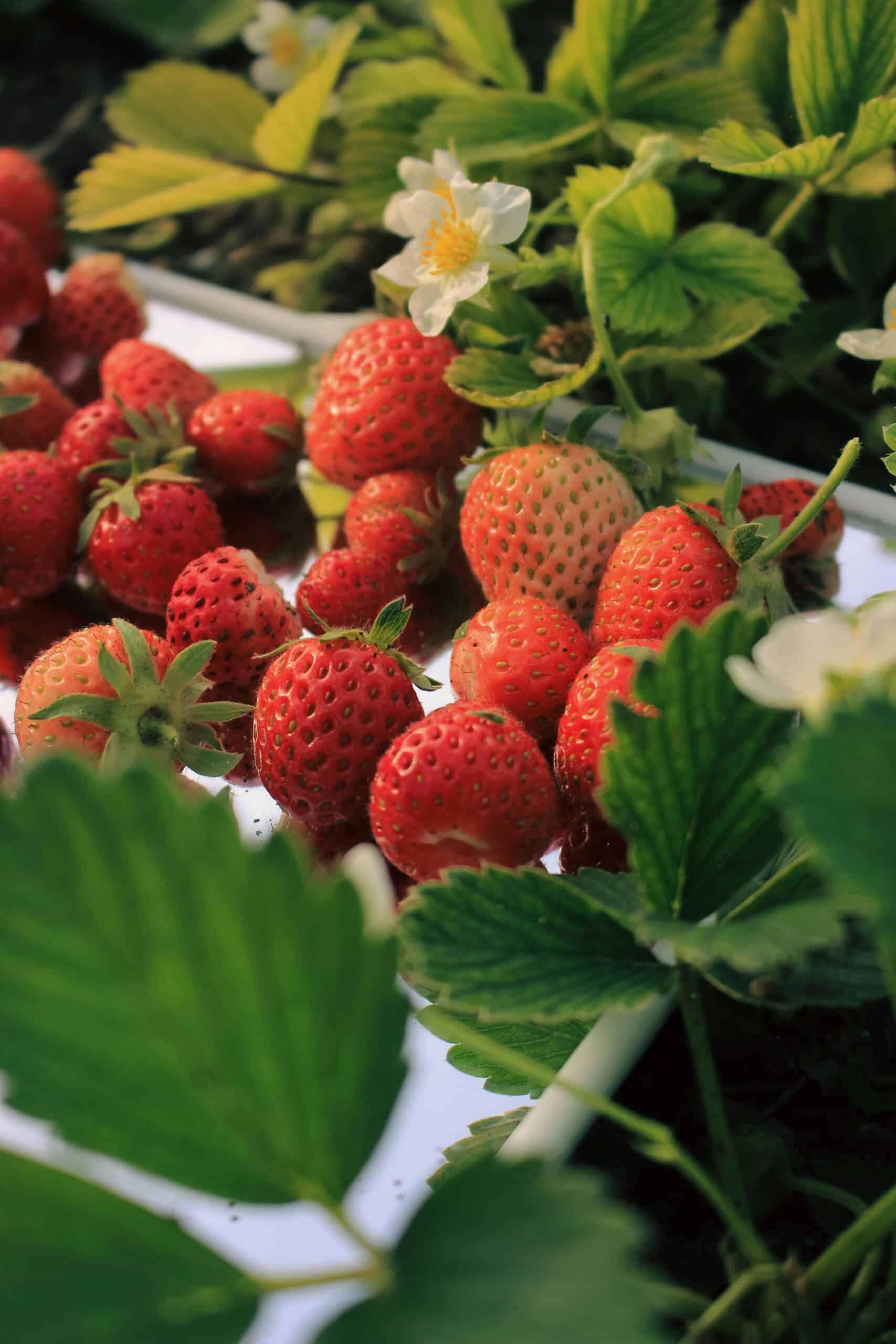 Organic Strawberry Production - OFRF Organic Research Hub